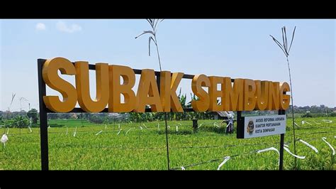 Ekowisata Subak Sembung Peguyangan Bali YouTube