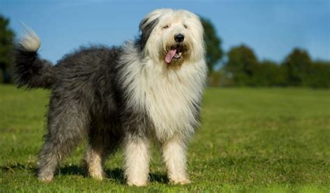 Veja quais são as 10 raças dos cachorros mais peludos RioMar Recife