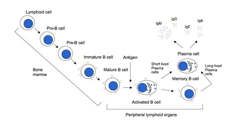Stages Of B Cell Development In Bone Marrow And Peripheral Lymphoid