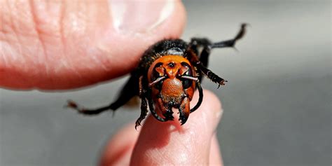 Découvrez ces trois espèces invasives et méconnues dinsectes exotiques