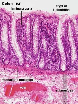 Gastrointestinal Tract Colon Histology Embryology