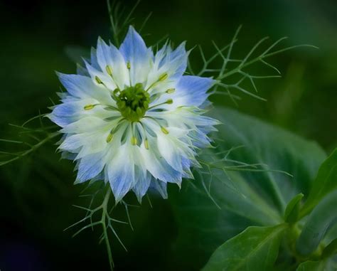Pin De Jeandice Moi En Snel Bewaren Flores