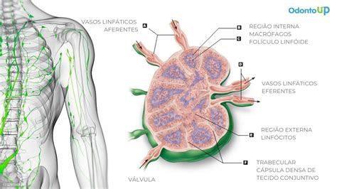 Anatomia dos linfonodos ilustração do vetor Ilustração de biologia