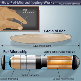 MICROCHIP seres vivos Qué es un microchip en un ser vivo