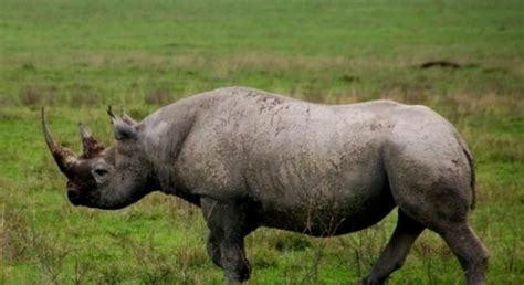 Safari en Tanzania Excursión de un día al cráter del Ngorongoro