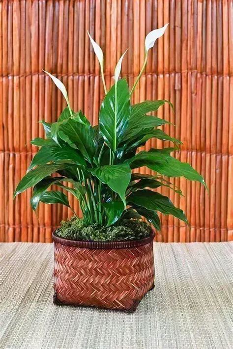 Plantas Para Dentro De Casa Esp Cies Para Conhecer E Cultivar