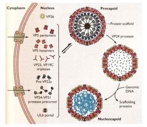 Herpes Simplex Flashcards Quizlet