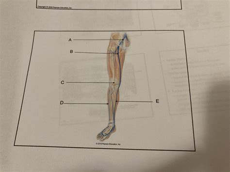 Artery Vein Lab 12 Diagram Quizlet