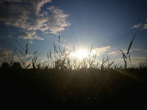 Free Images Tree Nature Grass Horizon Light Cloud Structure