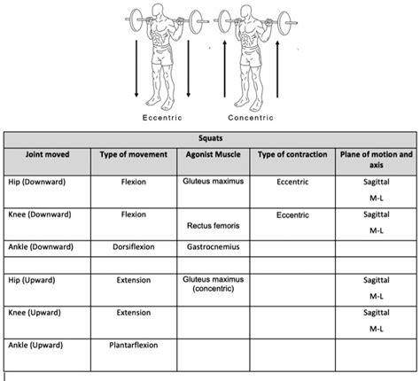 Solved Eccentric Concentric Squats Joint Movement Type Of Movement