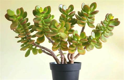 Árbol de Jade o Crassula Ovata Cuidados y Reproducción