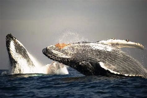 Ficha T Cnica Da Baleia Peso Altura Tamanho E Imagens Mundo Ecologia