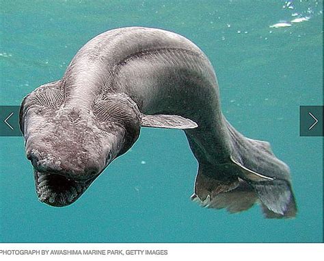 Criaturas Marinhas Bizarras Descobertas Mar Sem Fim