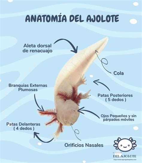 Ajolote Bebé Características Cuidados y Curiosidades El Garage del