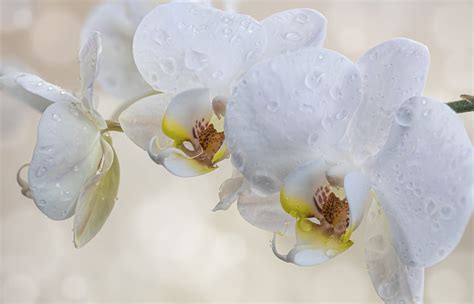 Comment cultiver des orchidées dans l eau 3 étapes faciles