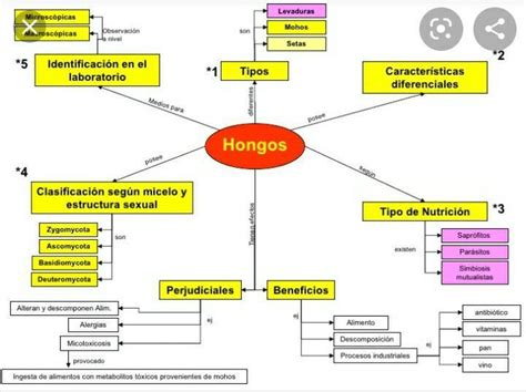 Mapas Conceptual De Los Hongos Brainly Lat