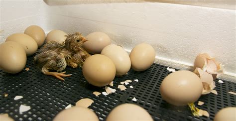 How To Hatch Chicken Eggs Backyard Poultry