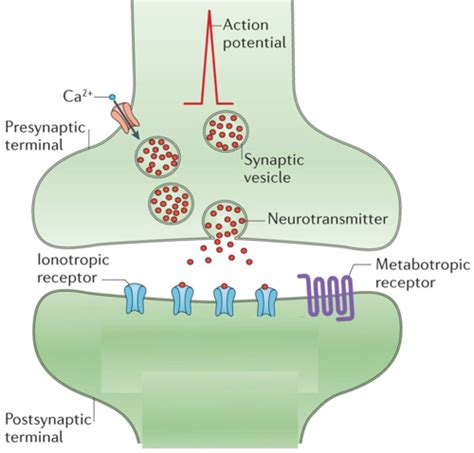 B Nervous System And Homeostasis Flashcards Quizlet