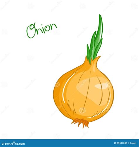 Vector Isolated Cartoon Fresh Hand Drawn Onion Stock Vector