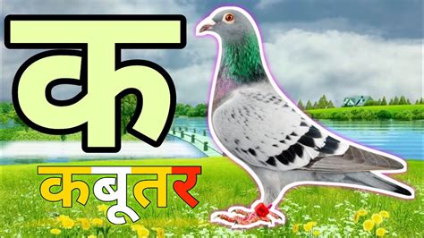 K Se Kabutar Catch Se Khargosh G Se Gamla Hindi Varnamala Ke Akshar