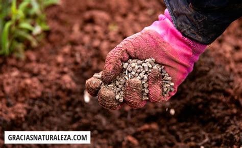 Cuándo ABONAR tus plantas Esta es la respuesta práctica