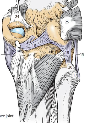 PHY 595 Posterior Knee Diagram Quizlet