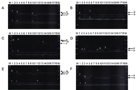 six expressed sequence tag simple sequence repeats composing a set to download scientific