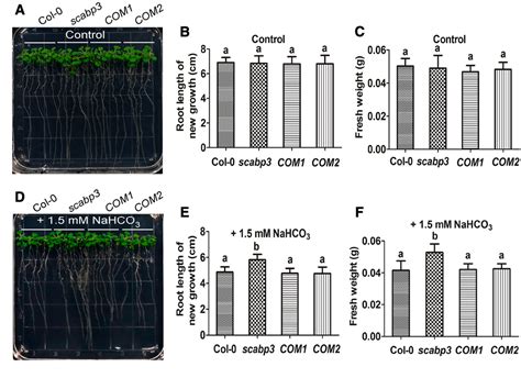 PDF The Ca2 Sensor SCaBP3 CBL7 Modulates Plasma Membrane H ATPase