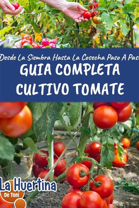 Guía completa Cómo cuidar y cultivar una planta de tomate con éxito
