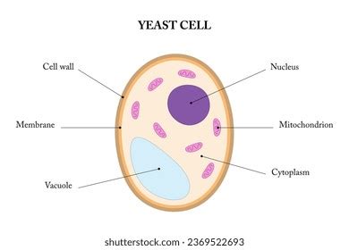 Saccharomyces Cerevisiae Microscope Labeled