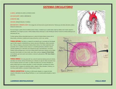 LAMINAS HISTOLOGICAS DE SISTEMA CIRCULATORIO Villa Med UDocz