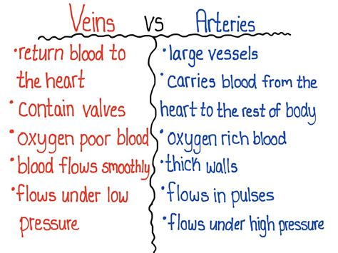 Veins Vs Arteries Structure