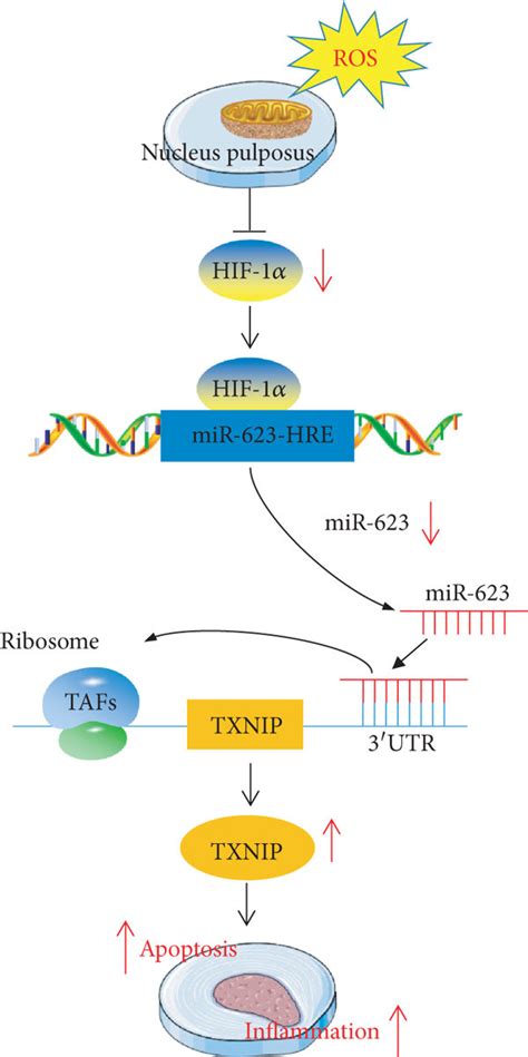 miR 623 expression is regulated by HIF 1α under oxidative stress a