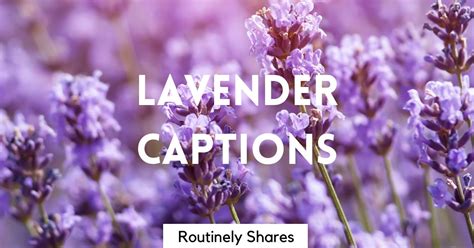 150 Lovely Lavender Captions For That Purple Life Aesthetic Routinely
