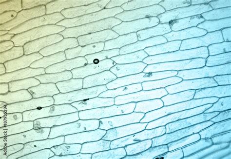 Microscopic Plant Cells