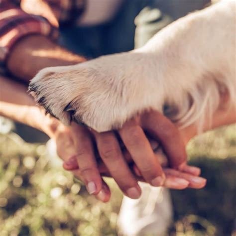 Benefícios de ter um cão como animal de estimação Blog Barkyn
