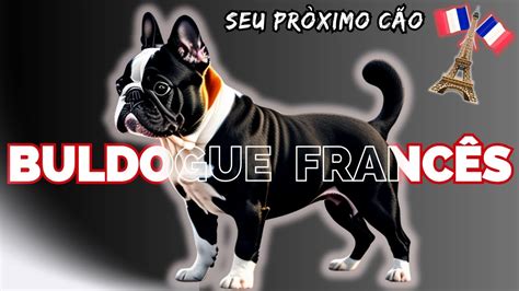 BULLDOG FRANCÊS Tudo o que você precisa saber antes de adquirir essa
