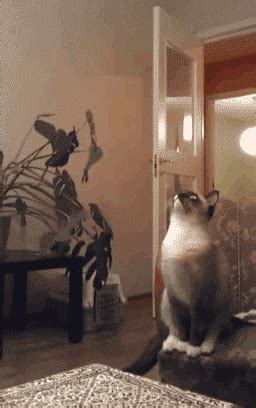 Image Cats Know Your Meme
