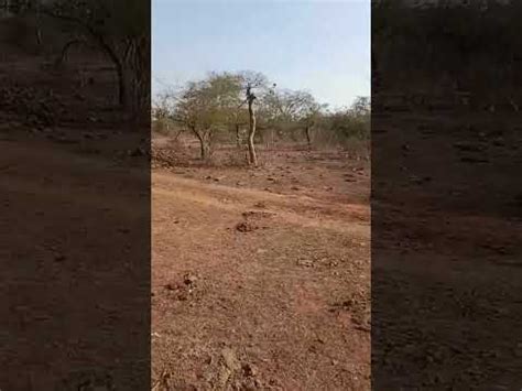 जगल म आए ह YouTube