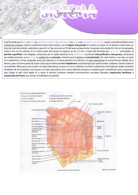 Sistema tegumentario Apuntes de medicina Anatomía uDocz