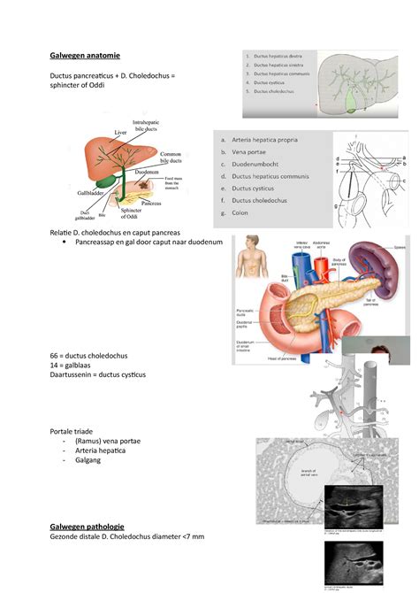 Echografie Galwegen Periode 3 Jaar 1 MBRT Galwegen Anatomie Ductus