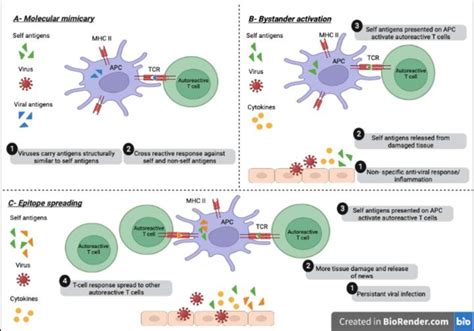 Virus Mediated Molecular Mechanism Of Autoimmunity A Molecular