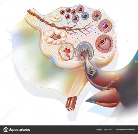 Section Ovary Showing Ovarian Cycle Stock Photo By Imagepointfr