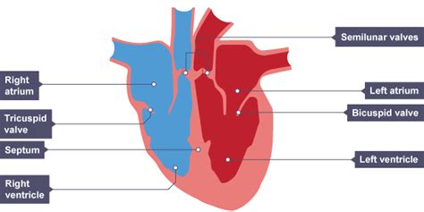 Diagram Of Structure And Function Of The Heart Quizlet