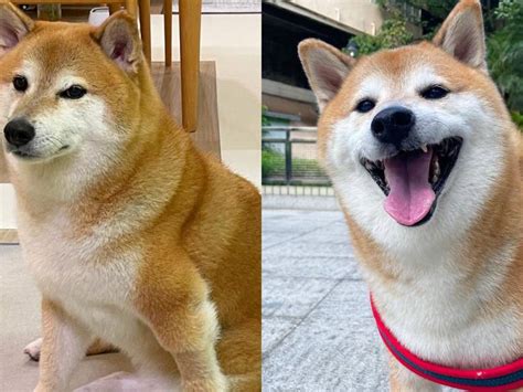 Murió Cheems el famoso perro de los memes de internet
