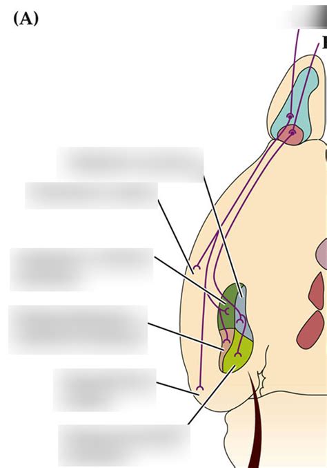 Smell And Pheromones Brain Region Part Diagram Quizlet