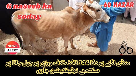 Malir Mandi Karachi Cattle Rates Update May Cow Mandi