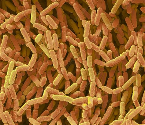 Lactobacillus Rhamnosus Bacteria Sem Stock Image C