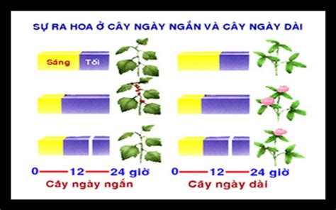 Lý thuyết KHTN 7 Bài 29 Cánh diều 2024 Khái quát về sinh trưởng và