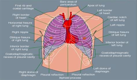 Thorax And Lungs Flashcards Quizlet